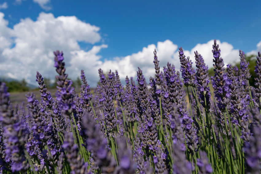 National Flower Of Calabria Italy | Best Flower Site