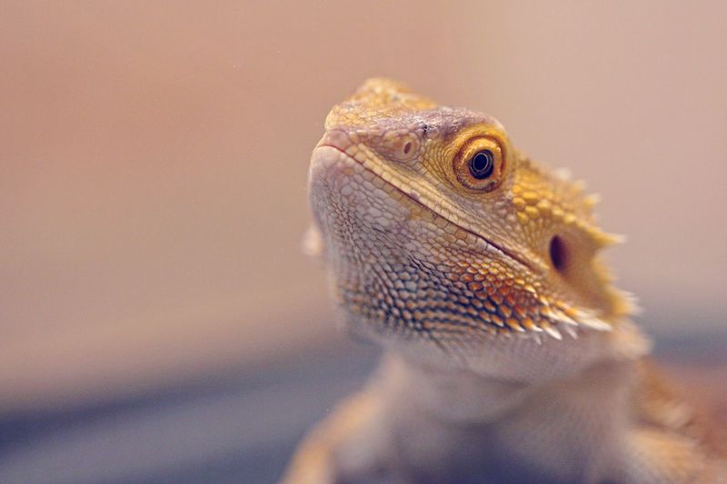Bearded Dragon pictures | Curated Photography on EyeEm