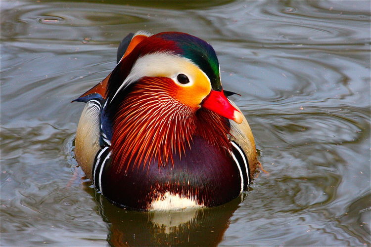 Enten-Bilder und Fotos auf EyeEm | EyeEm