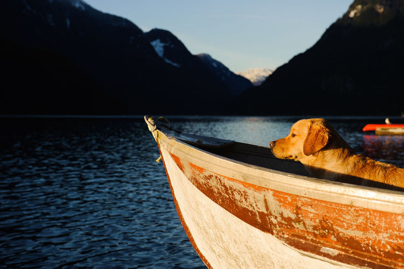 Labrador Retriever pictures | Curated Photography on EyeEm