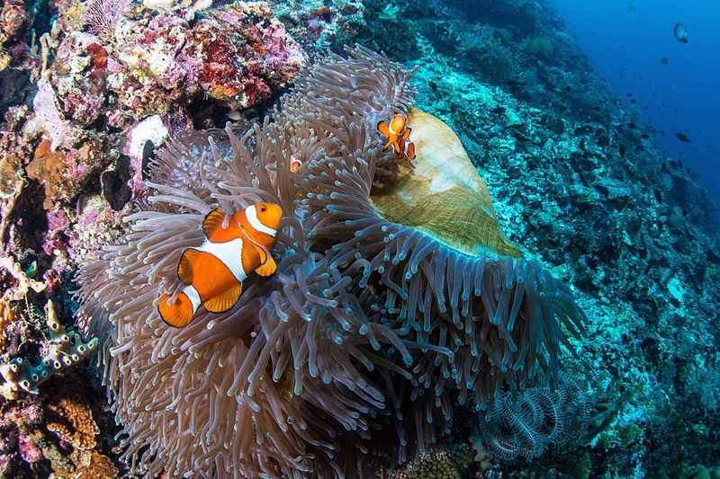 Calituban Island, Bohol pictures | Curated Photography on EyeEm
