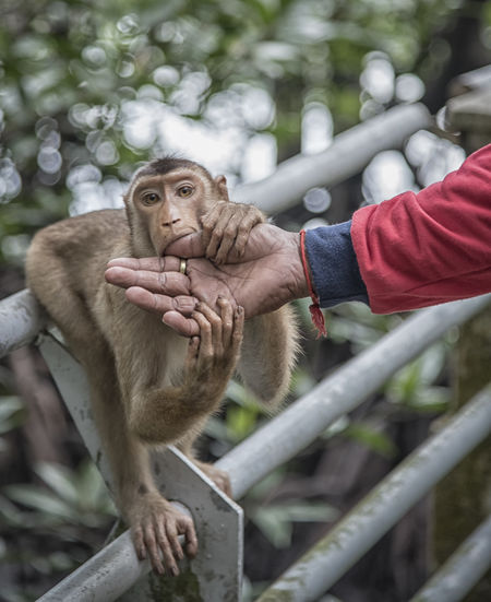 Monkey Hand pictures | Curated Photography on EyeEm